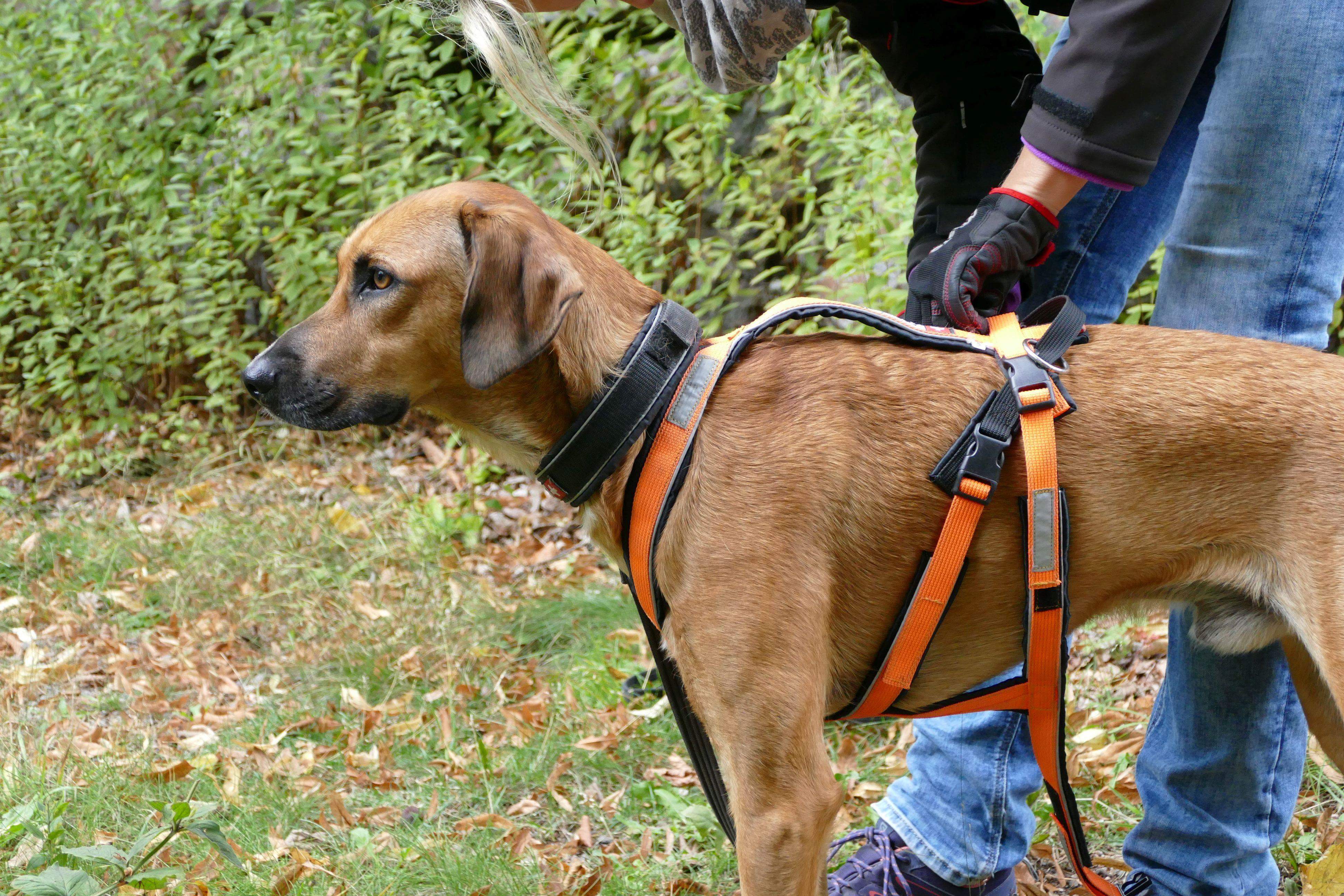 Mantrailing Wissen - SHZ Suchhundezentrum